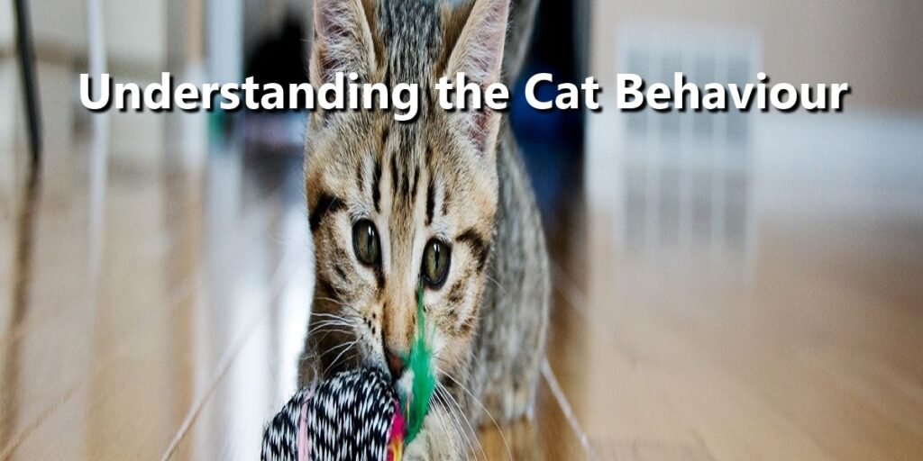 A Comprehensive View: Understanding the Cat Behaviors - YezzBuzz